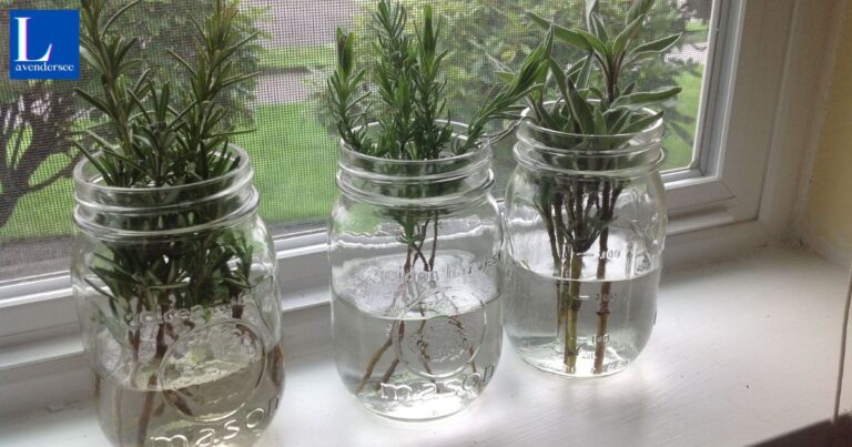 How To Propagate Lavender In Water? step by step guide 6