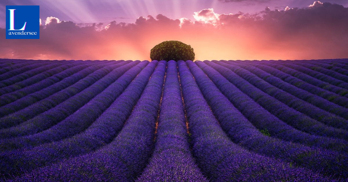 How To Grow Lavender In Texas? step by step guide