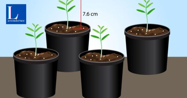 How To Germinate Lavender Seeds? step by step guide