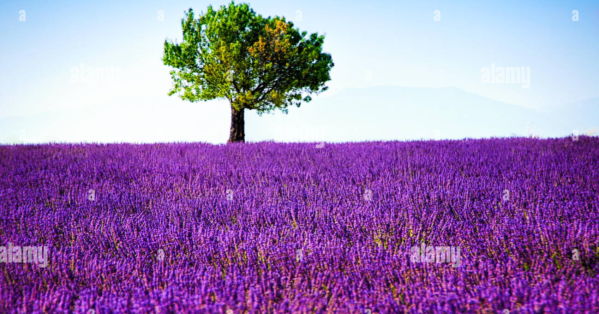 How Big Do Lavender Trees Get? step by step guide