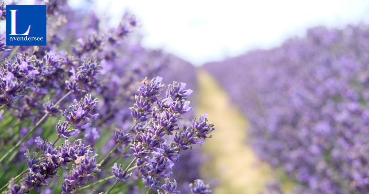What Does A Dead Lavender Plant Look Like step by step guide