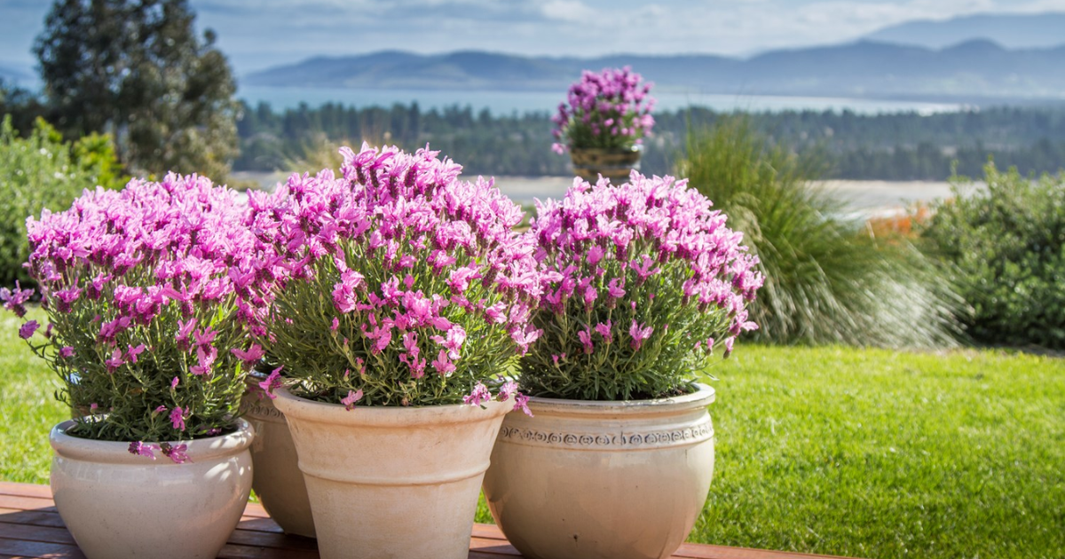 How Big Do Lavender Trees Get? step by step guide