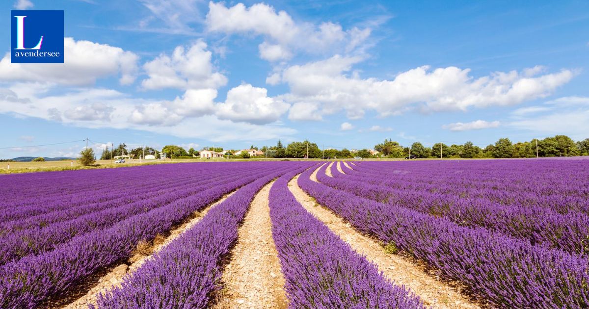 What Does Lavender Look Like Before It Blooms? - Lavendersee