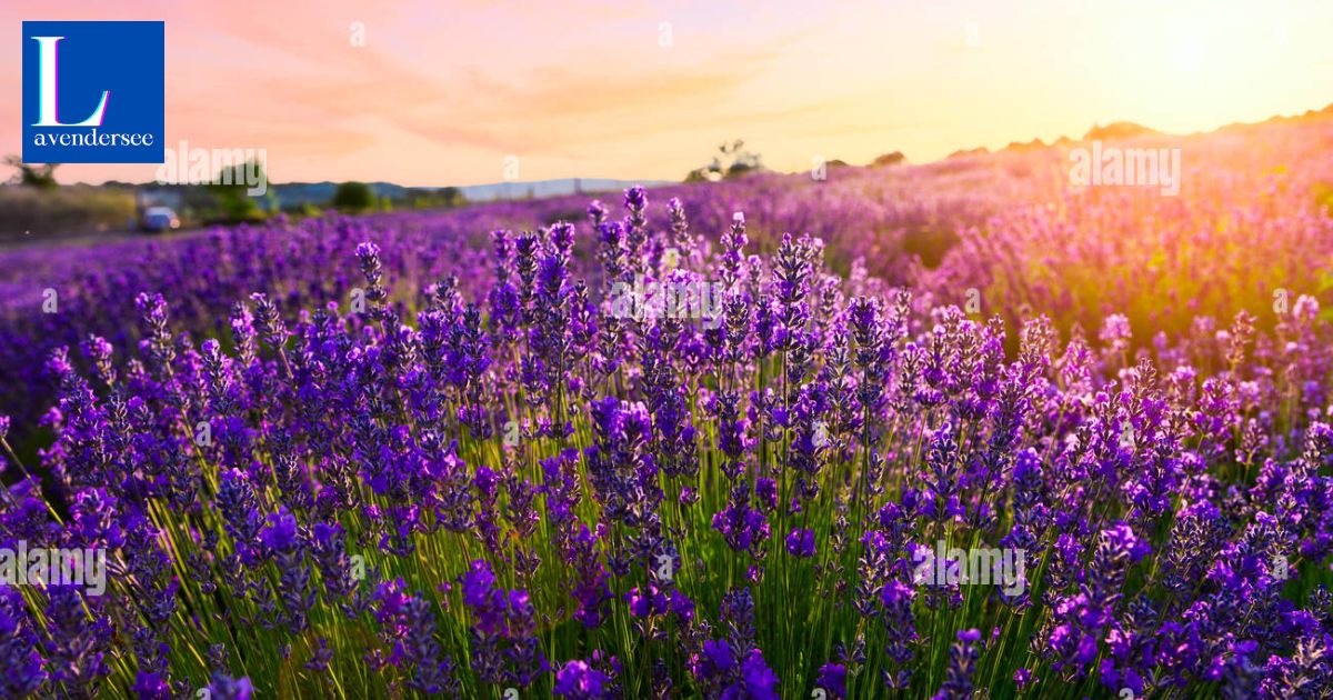 What To Plant With Lavender? step by step guide
