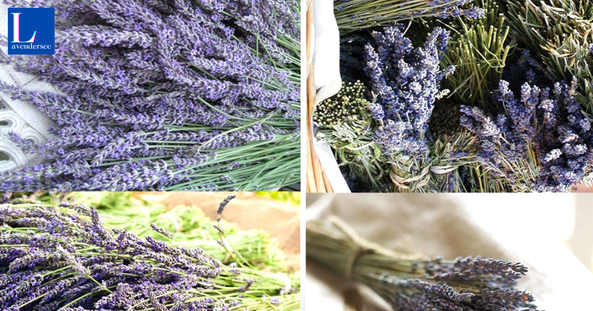 What To Do With Lavender Stems? step by stpe guide