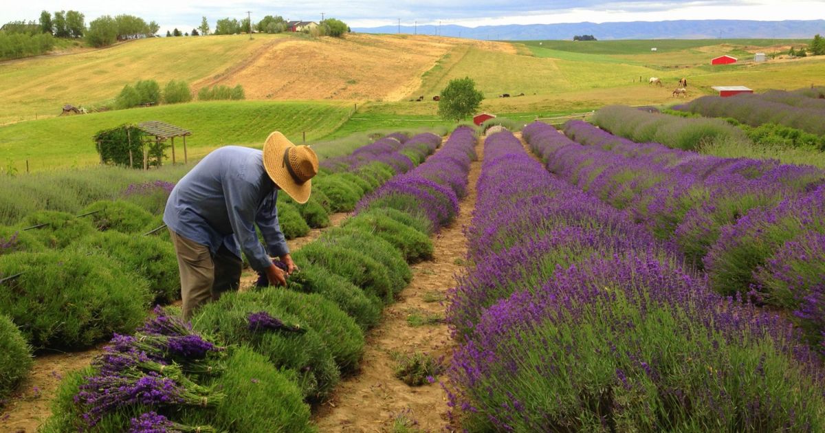 When does lavender bloom? step by step guide
