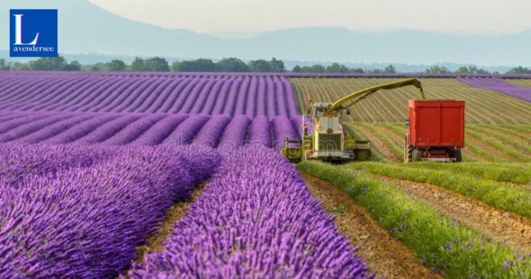What Does Lavender Look Like Before It Blooms? - Lavendersee
