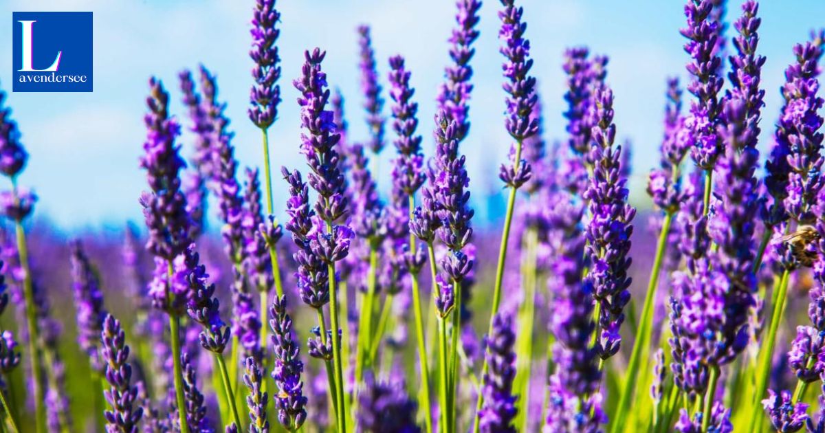 A Look At Lavender In Winter step by step guide