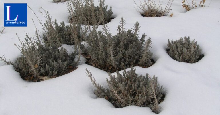 What Does Lavender Look Like When It Sprouts? [5 Effective Indicators]
