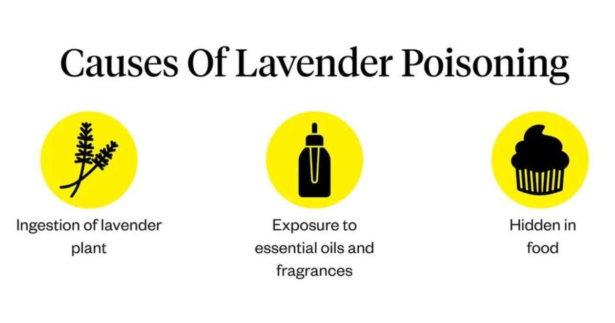 Is Lavender Safe For Dogs?