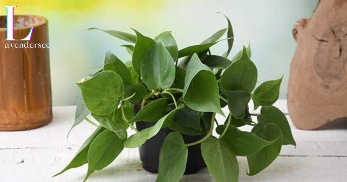 How To Care For Philodendron Scandens - Lavendersee