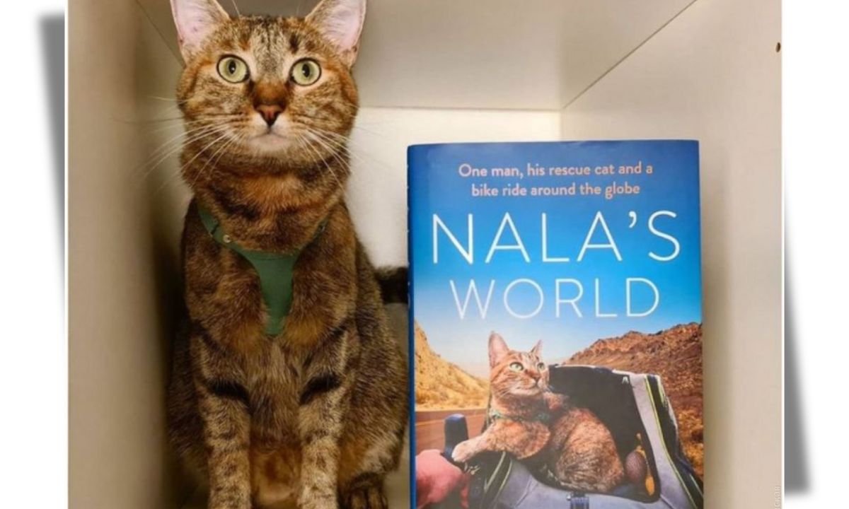 Meet Nala Cat: The Instagram Star With A Ton Of Fo – Tymoff