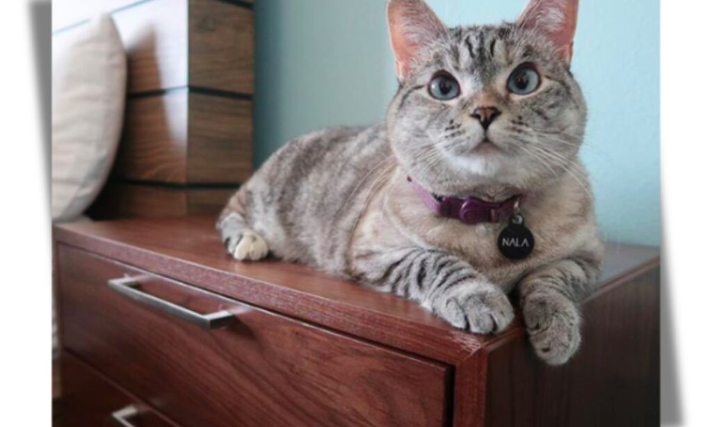 Meet Nala Cat: The Instagram Star With A Ton Of Fo – Tymoff